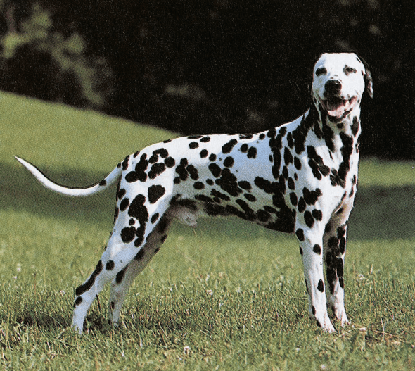 El dálmata - The dalmatian