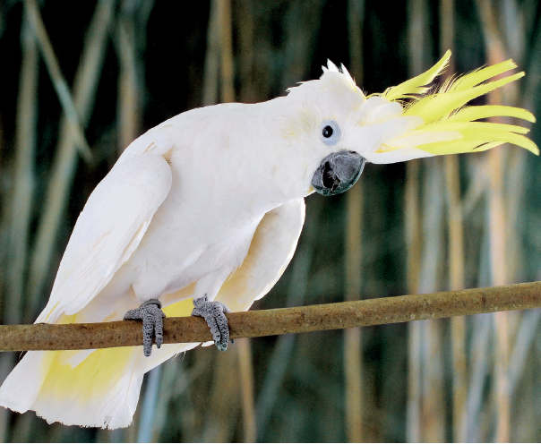 Las Cacatúas